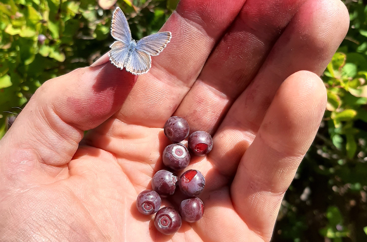 Forest debris could shelter huckleberry from climate change | WSU ...