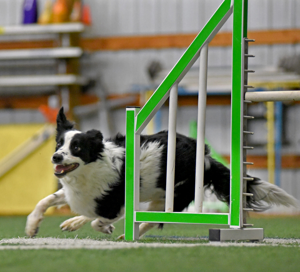 WSU professor helps bring quality healthcare to agility dogs | WSU ...