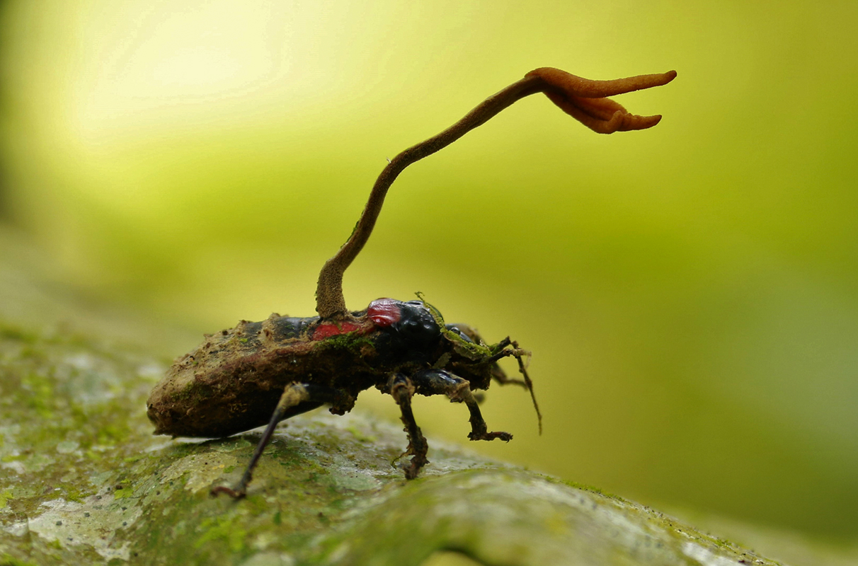 Fungi means hope, not horror, says WSU student | WSU Insider ...