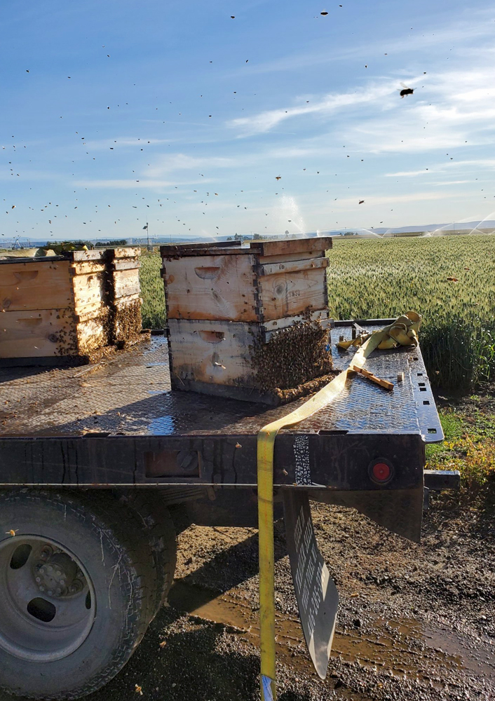 Indoor ‘queen banking’ could help beekeepers deal with changing climate ...
