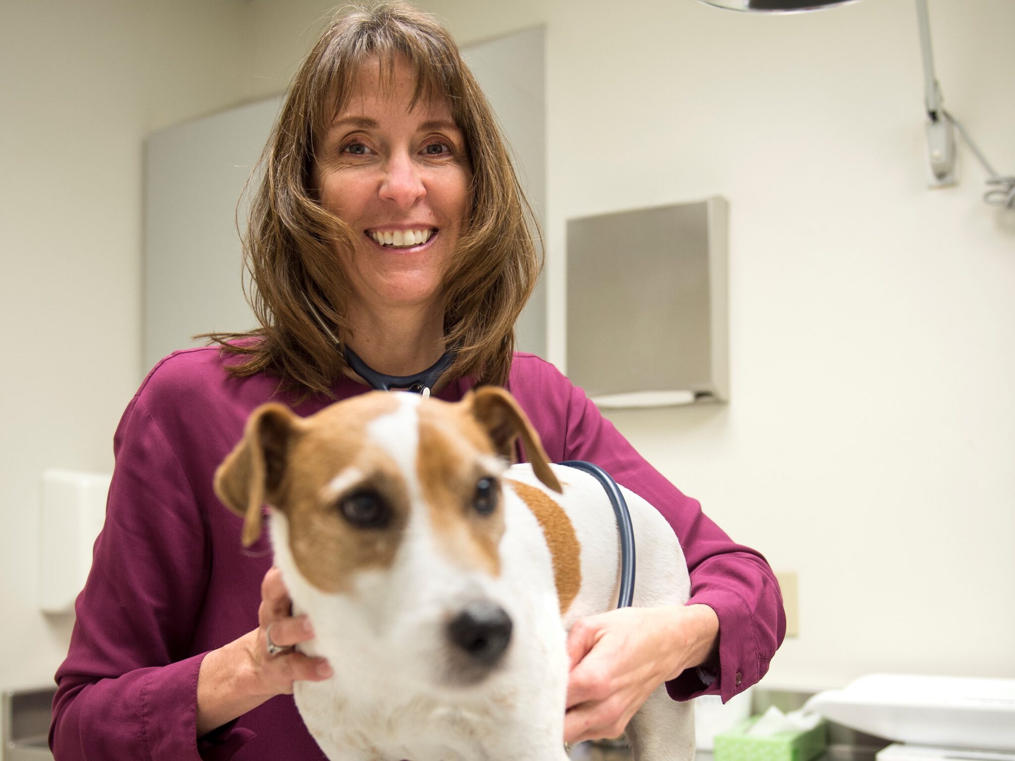 Common heartworm preventive, other antiparasitics can be deadly for ...