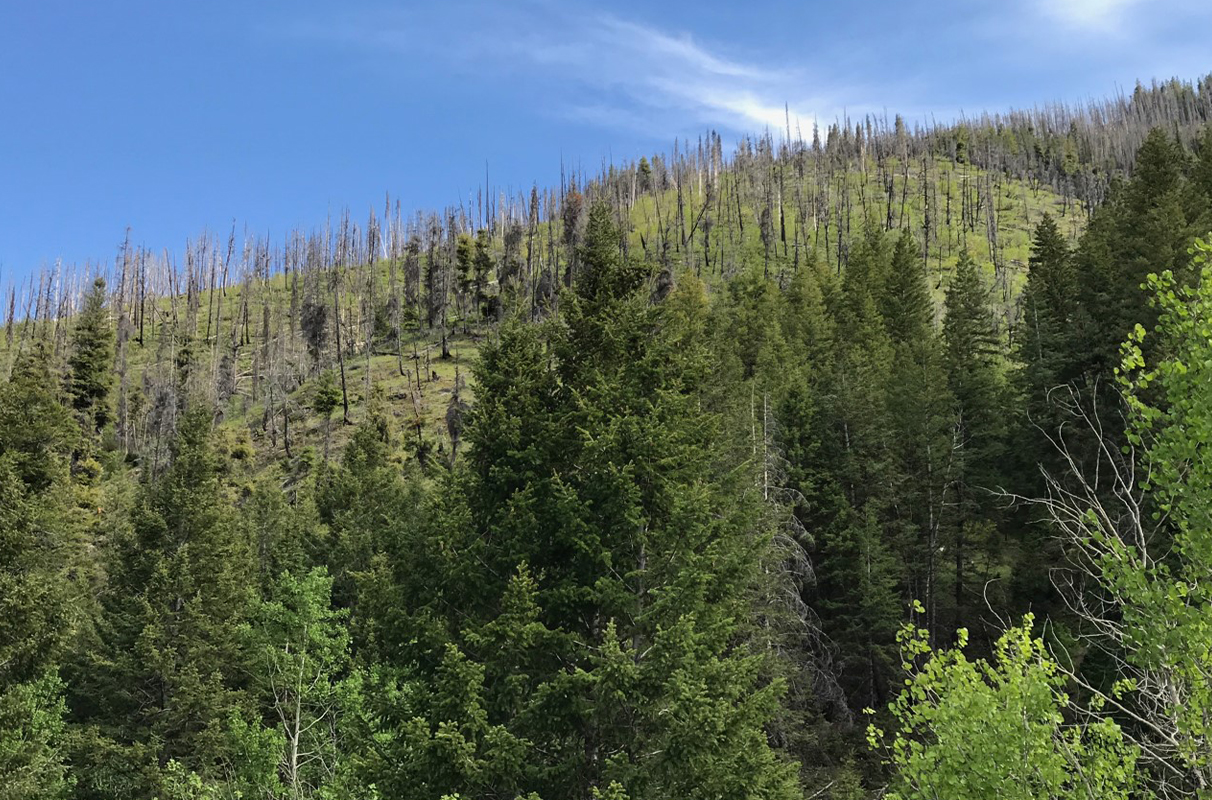 Modeling study sheds light on how bark beetle infestations affect ...