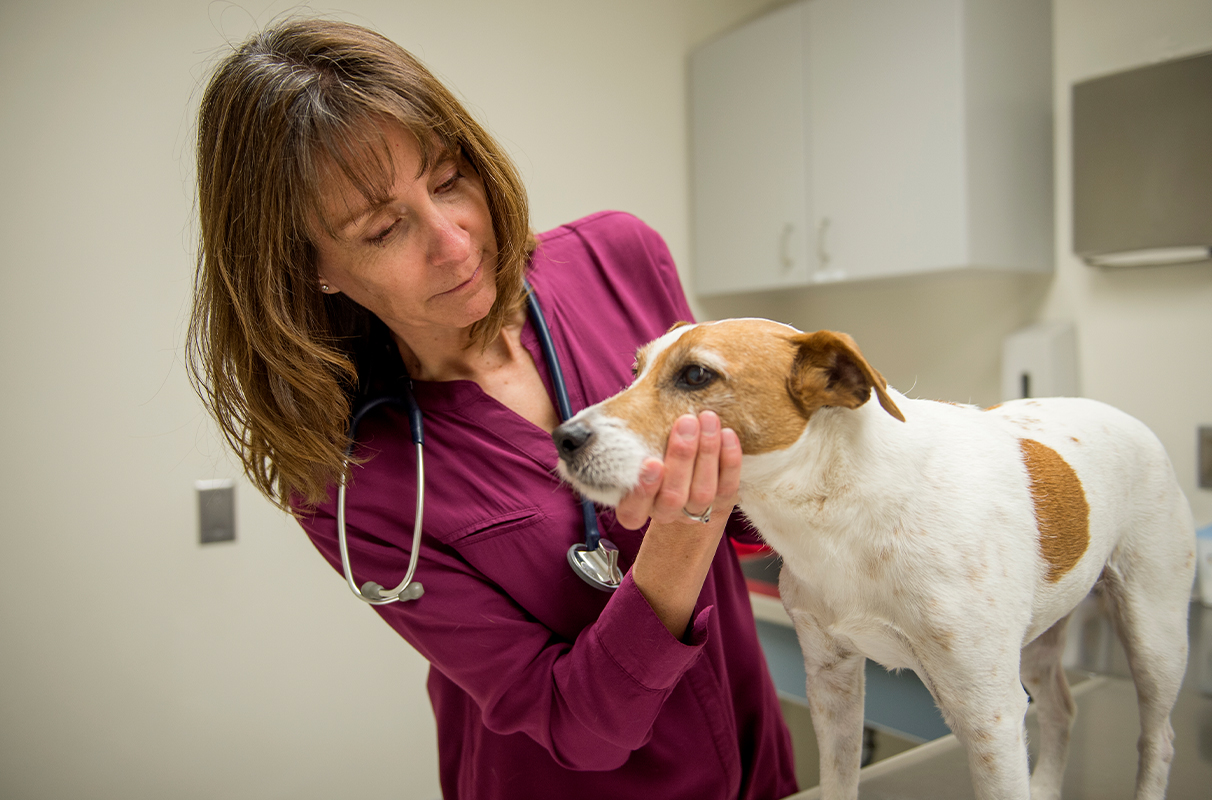 Dr. Katrina Mealey to receive distinguished alumni and research awards ...