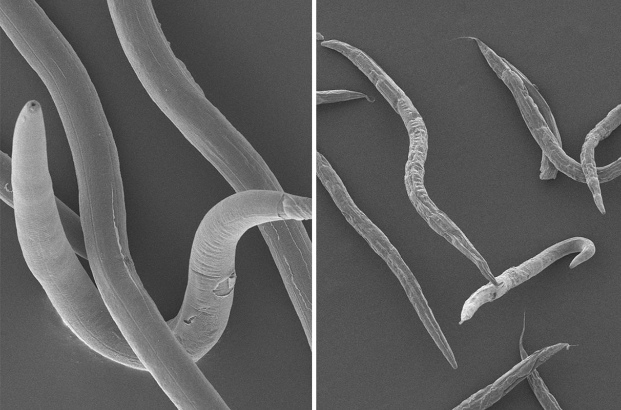 Discovery could hold the key to healthy aging during global warming ...