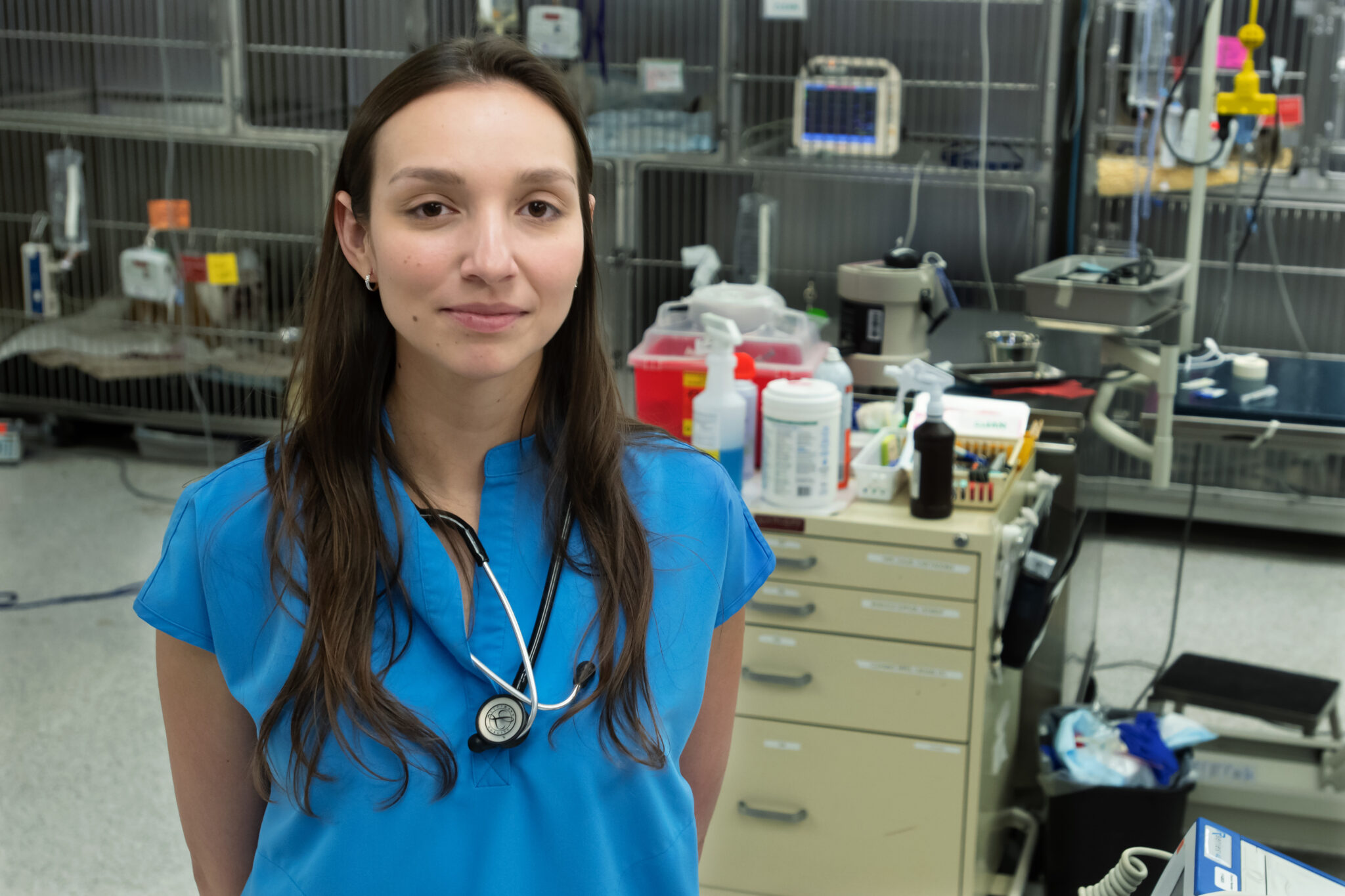 WSU veterinarians: Marijuana is not pet-friendly | WSU Insider ...