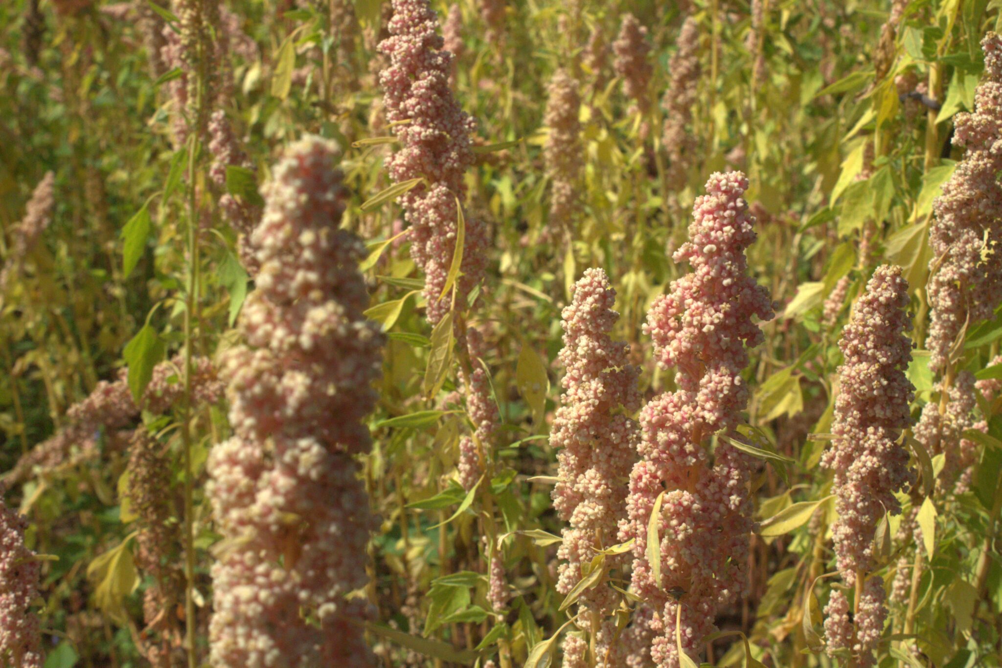 WSU, BYU release three new quinoa varieties bred for global food ...