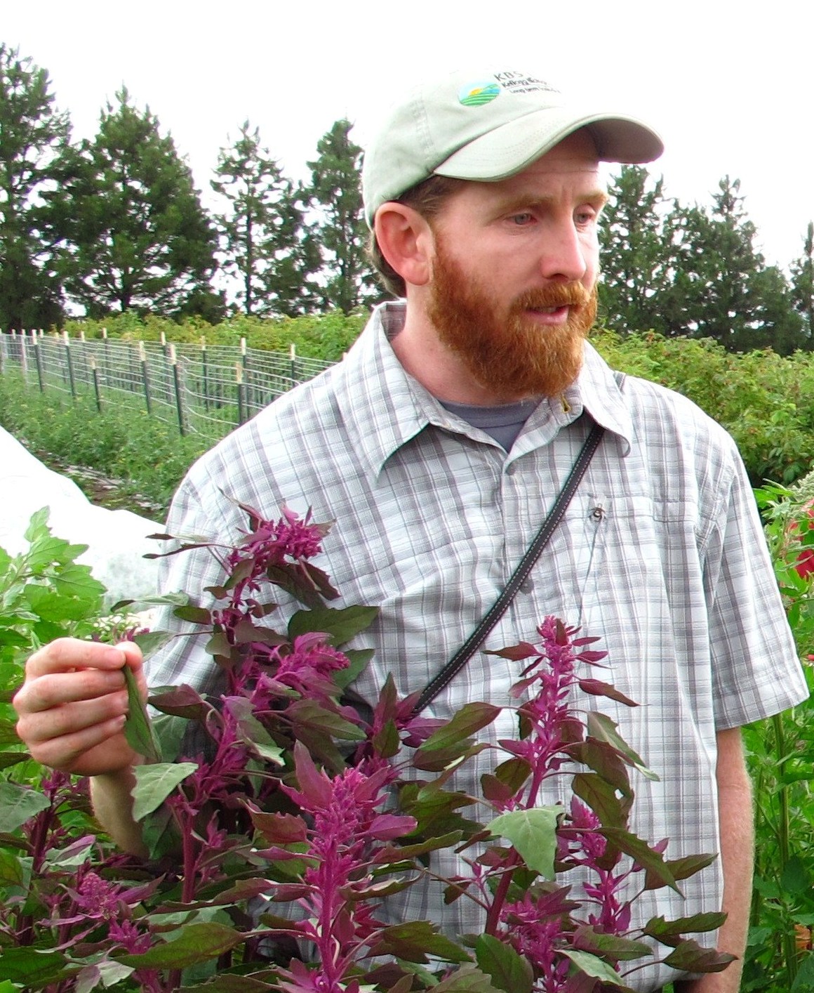 WSU, BYU release three new quinoa varieties bred for global food ...
