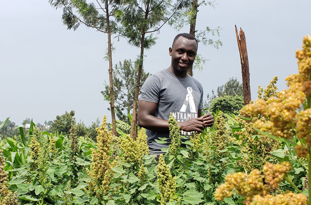 WSU, BYU release three new quinoa varieties bred for global food ...