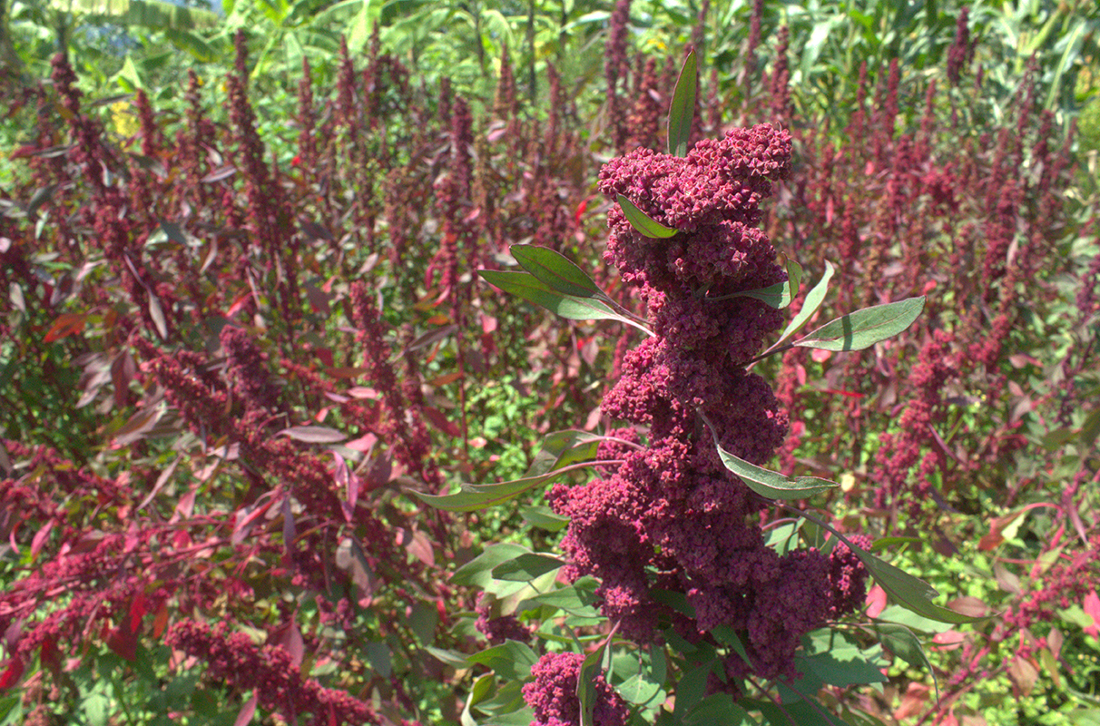 WSU, BYU release three new quinoa varieties bred for global food ...
