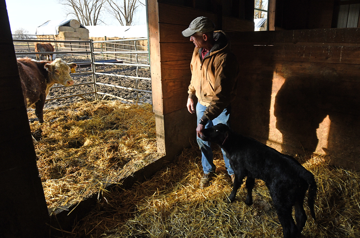 A bovine bond worth celebrating this Mother’s Day | WSU Insider ...