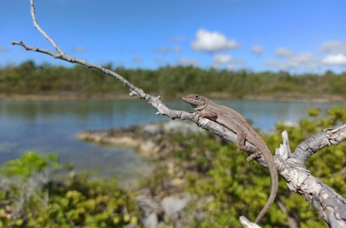 The other side of the story: How evolution impacts the environment ...