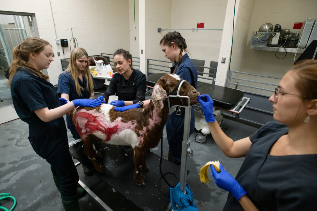 Goat 70% burned in barn fire makes full recovery | WSU Insider ...