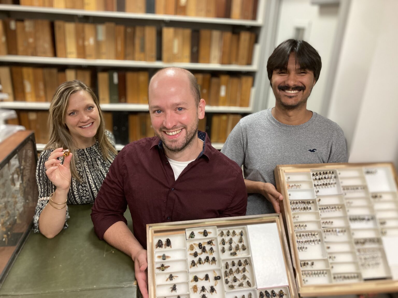 Bees evolved from ancient supercontinent, diversified faster than ...