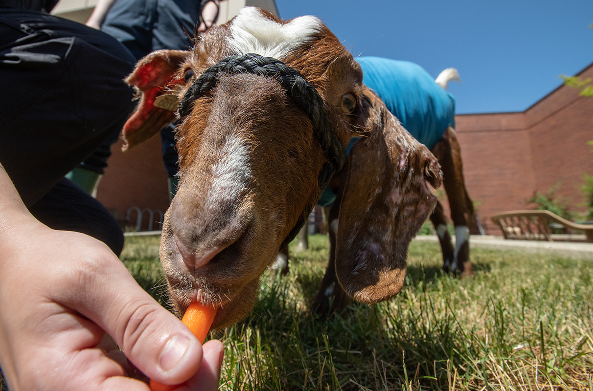 Goat 70% burned in barn fire makes full recovery | WSU Insider ...