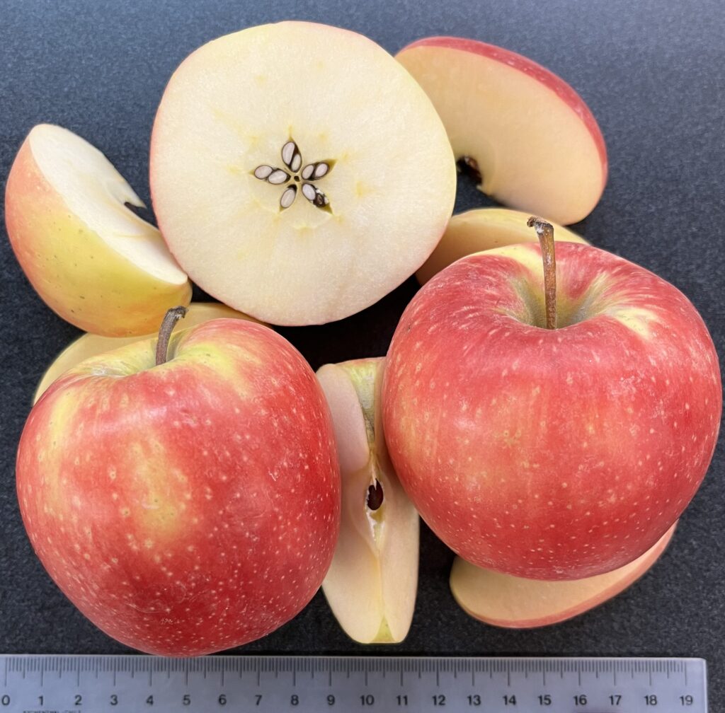 WSU’s next apple blends Honeycrisp, Cripps Pink | WSU Insider ...