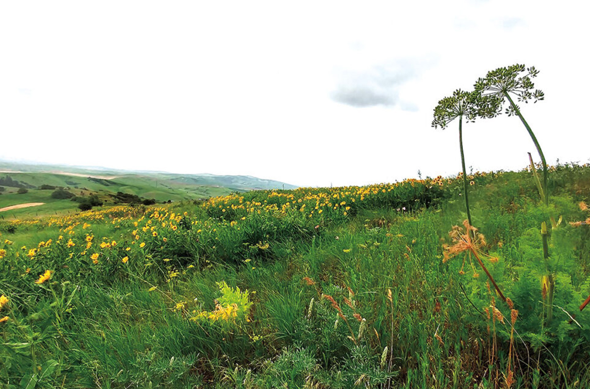 Curated Content — 08-29-2023 | WSU Insider | Washington State University