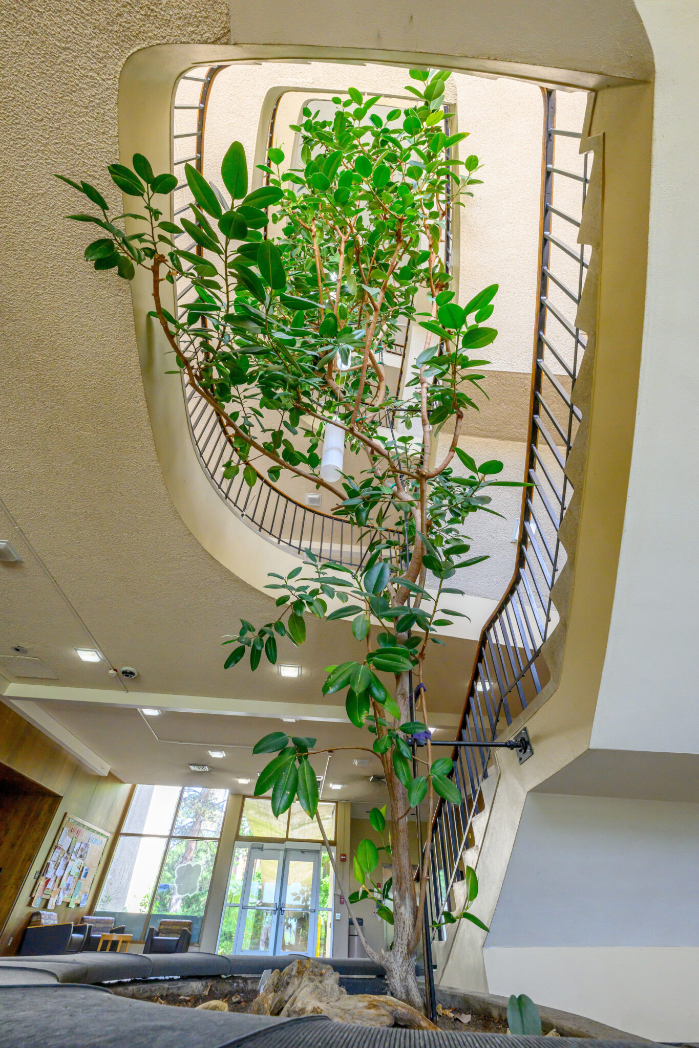 WSU’s big fig | WSU Insider | Washington State University