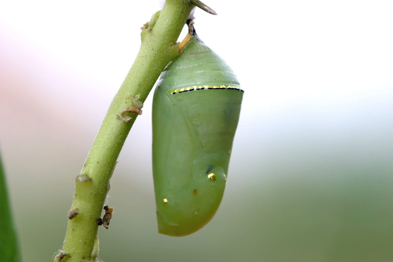 Winter breeding offers lifeline for monarch butterflies in Northern ...