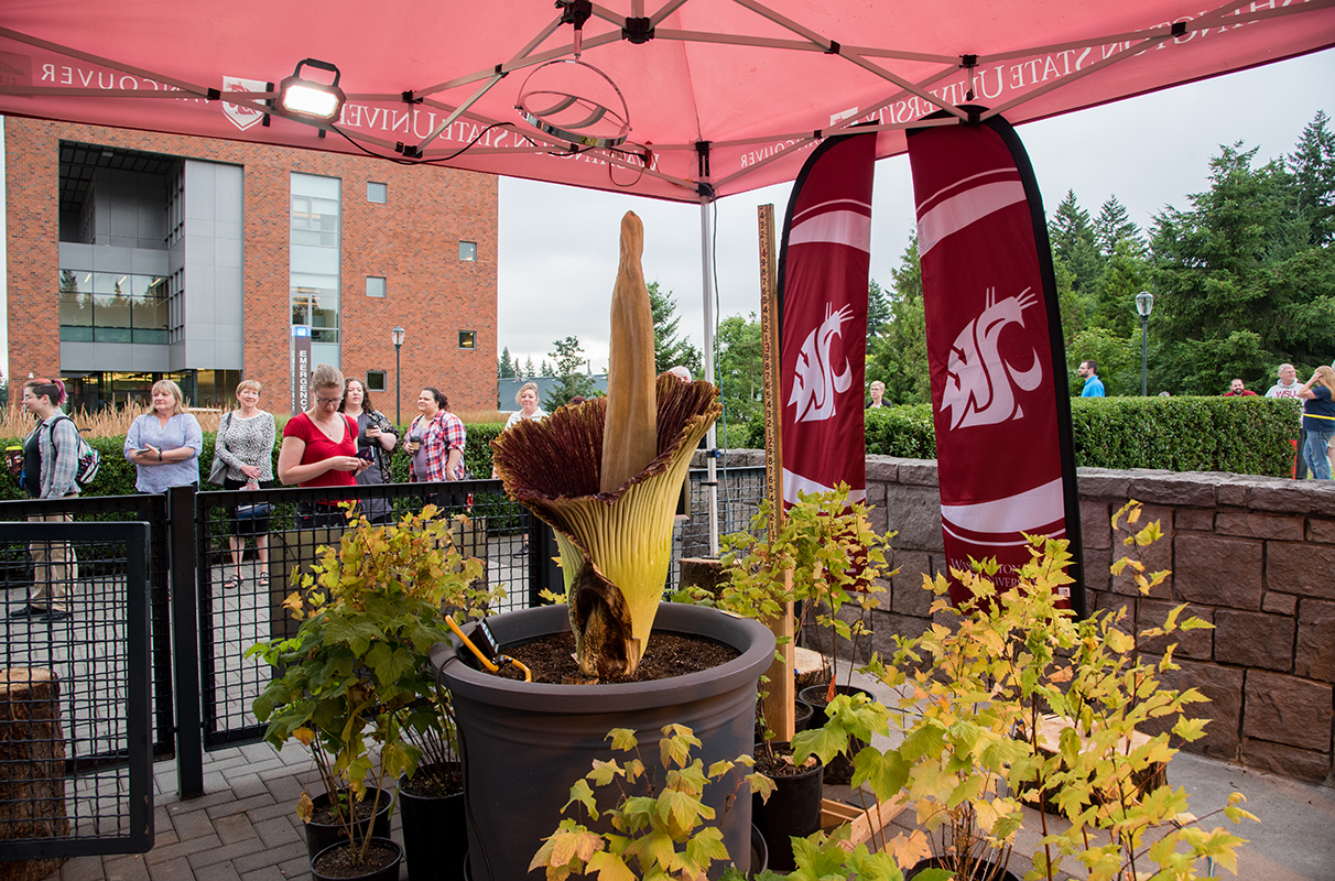 Corpse flower nears rare third bloom in three years | WSU Insider ...