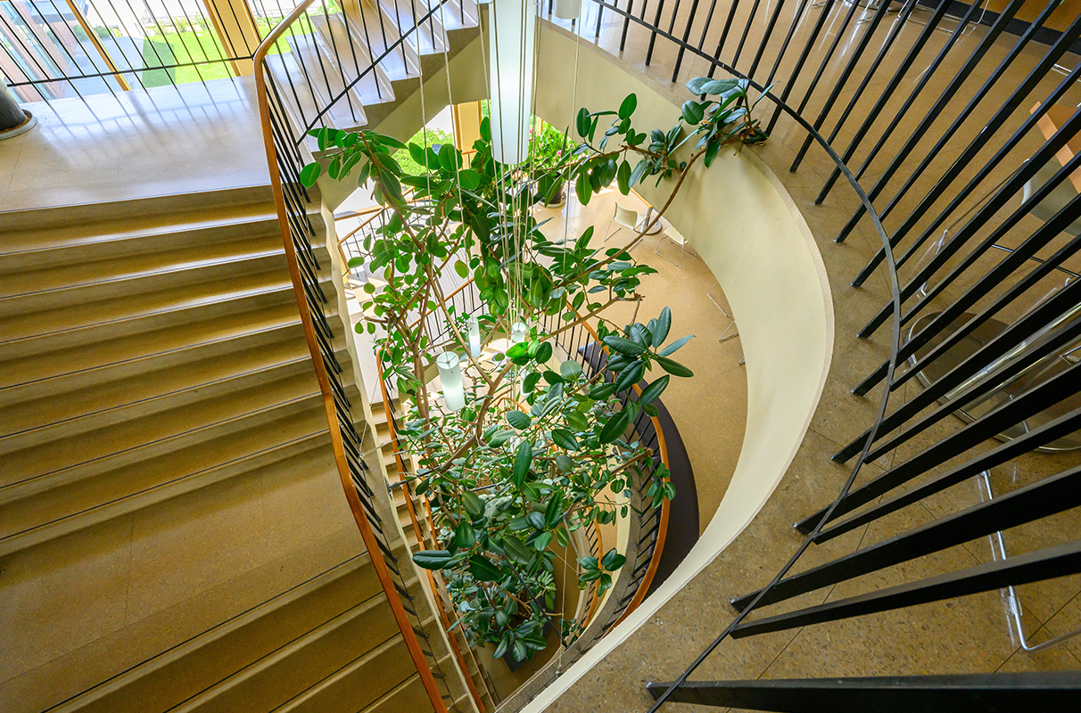 WSU’s big fig | WSU Insider | Washington State University