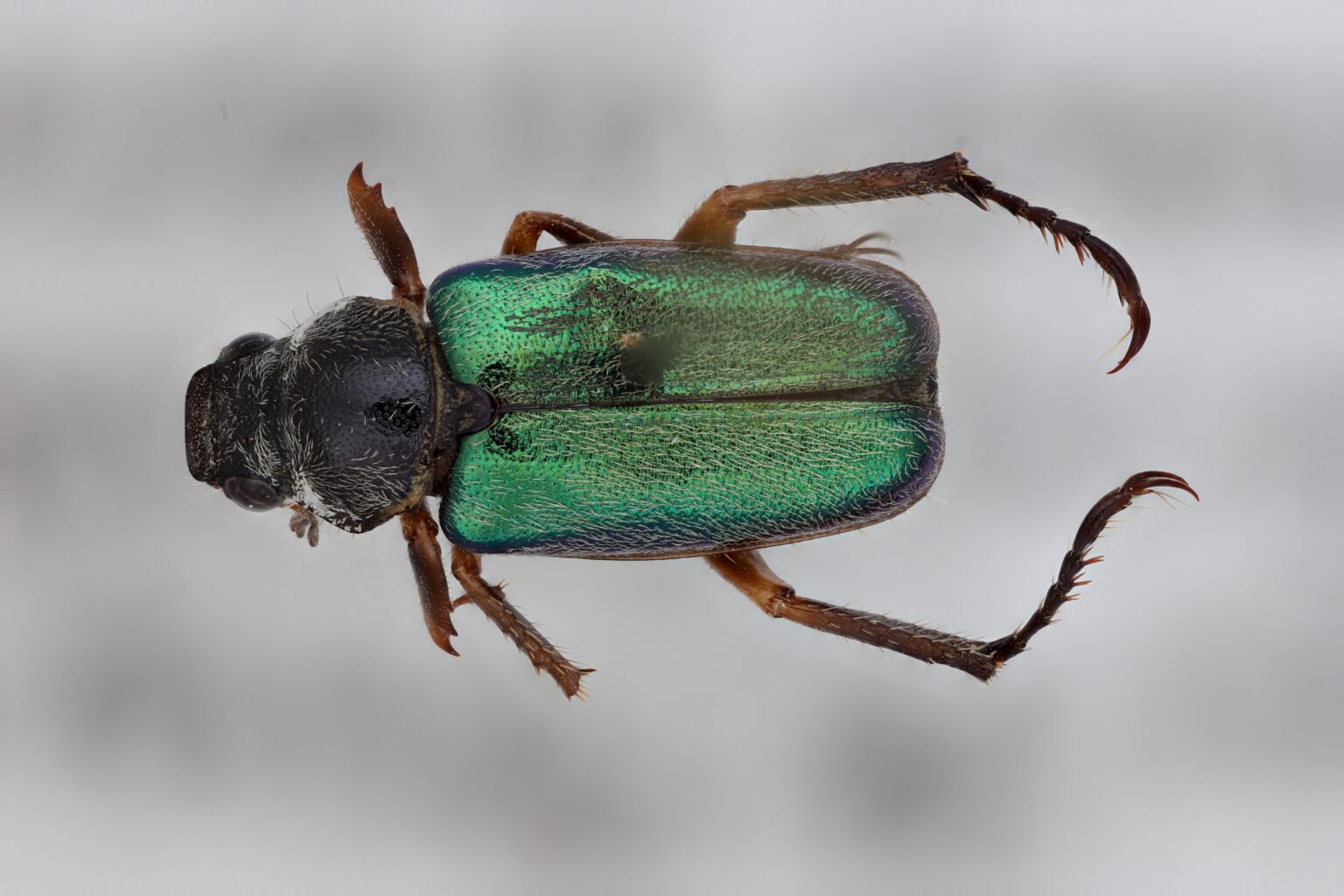 Passion for nature lives on in zoologist’s bequest | WSU Insider ...