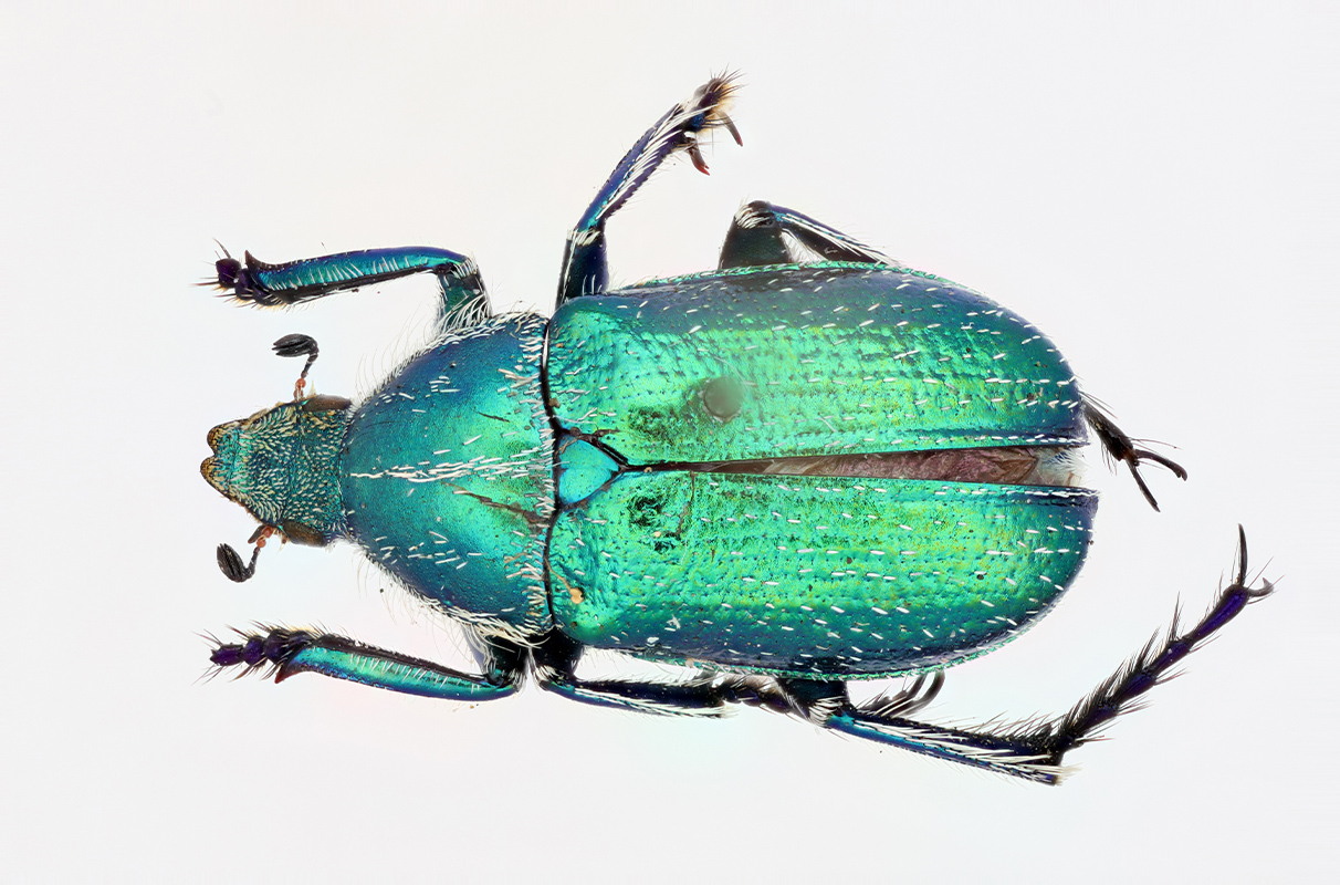 Passion for nature lives on in zoologist’s bequest | WSU Insider ...