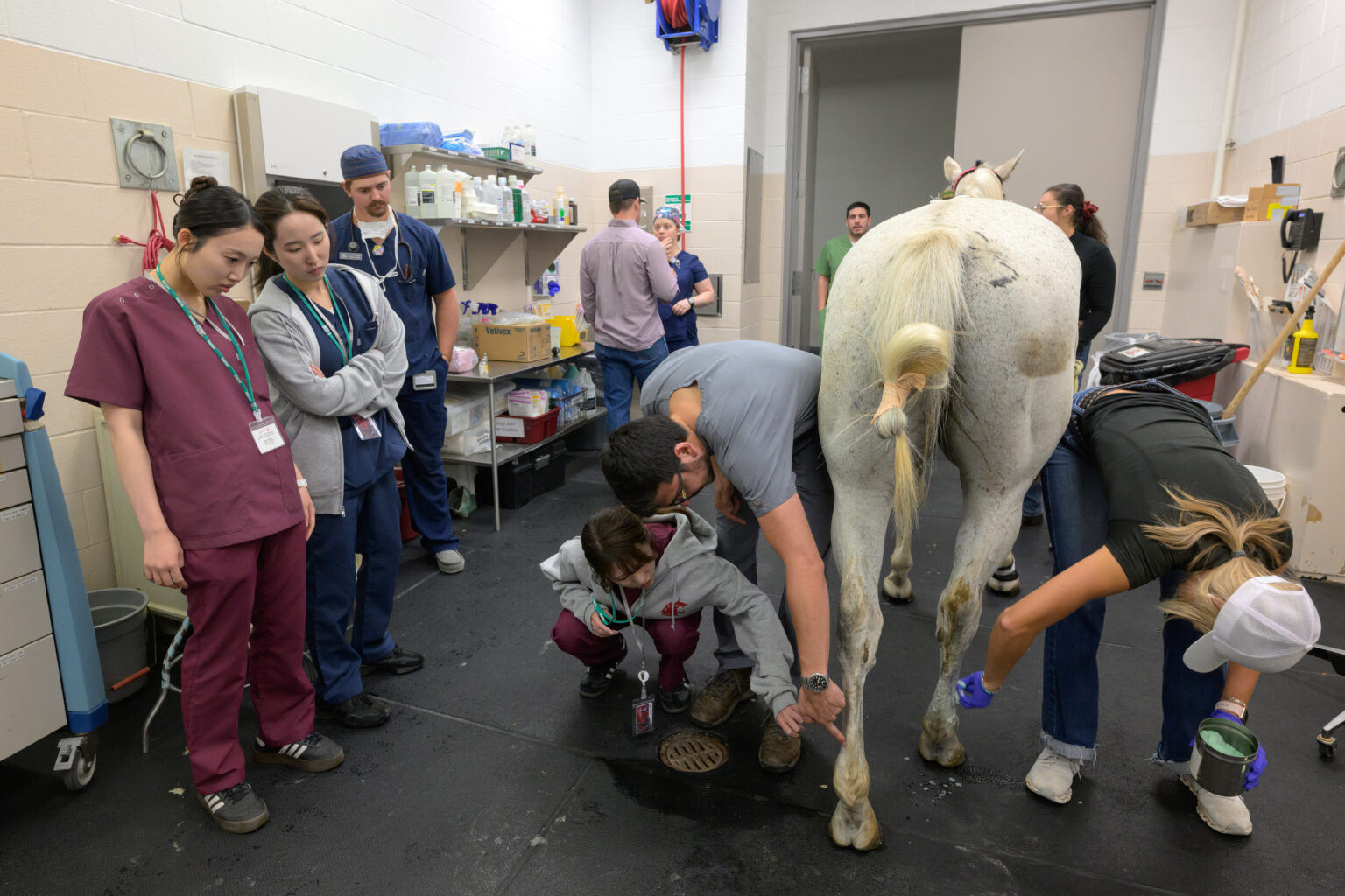 Partnership helps train Japanese veterinary students | WSU Insider ...