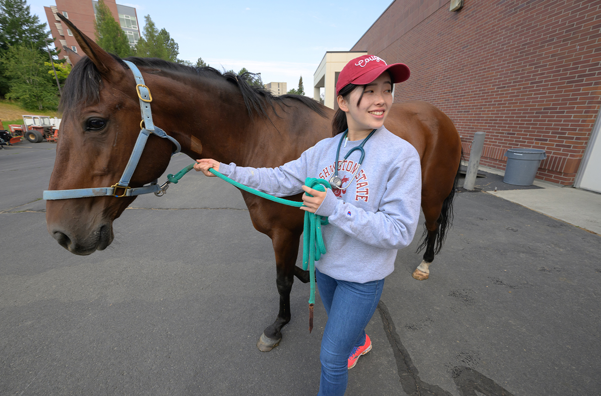 Partnership helps train Japanese veterinary students | WSU Insider ...