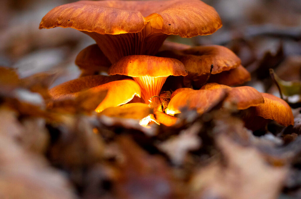 Jack O Lantern Mushroom Omphalotus Olearius Jack O Lantern Mushroom,