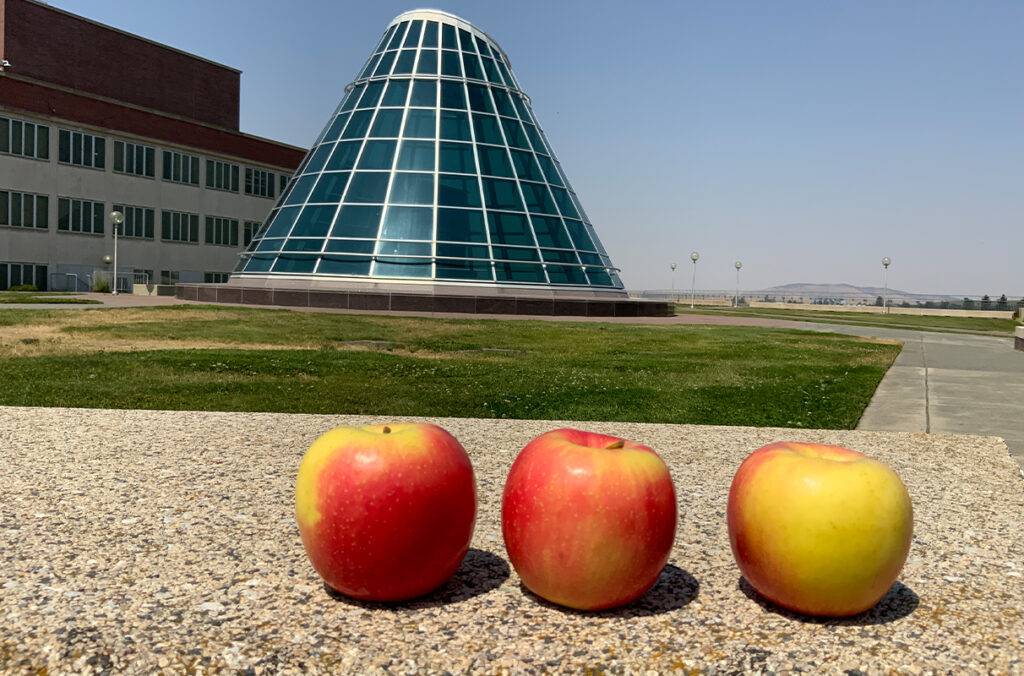 Global licensing partner will help launch WSU’s next apple, WA 64 | WSU ...