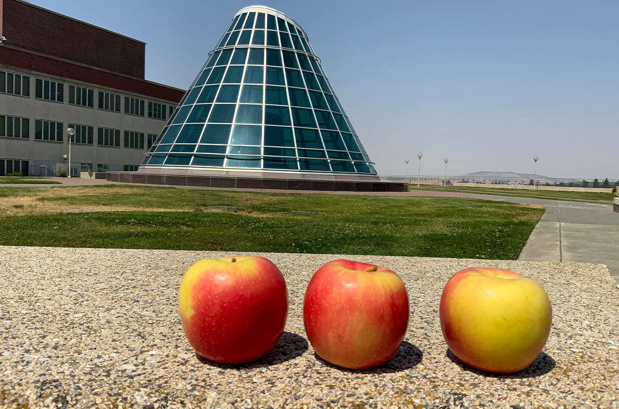 Global licensing partner will help launch WSU’s next apple, WA 64 | WSU ...