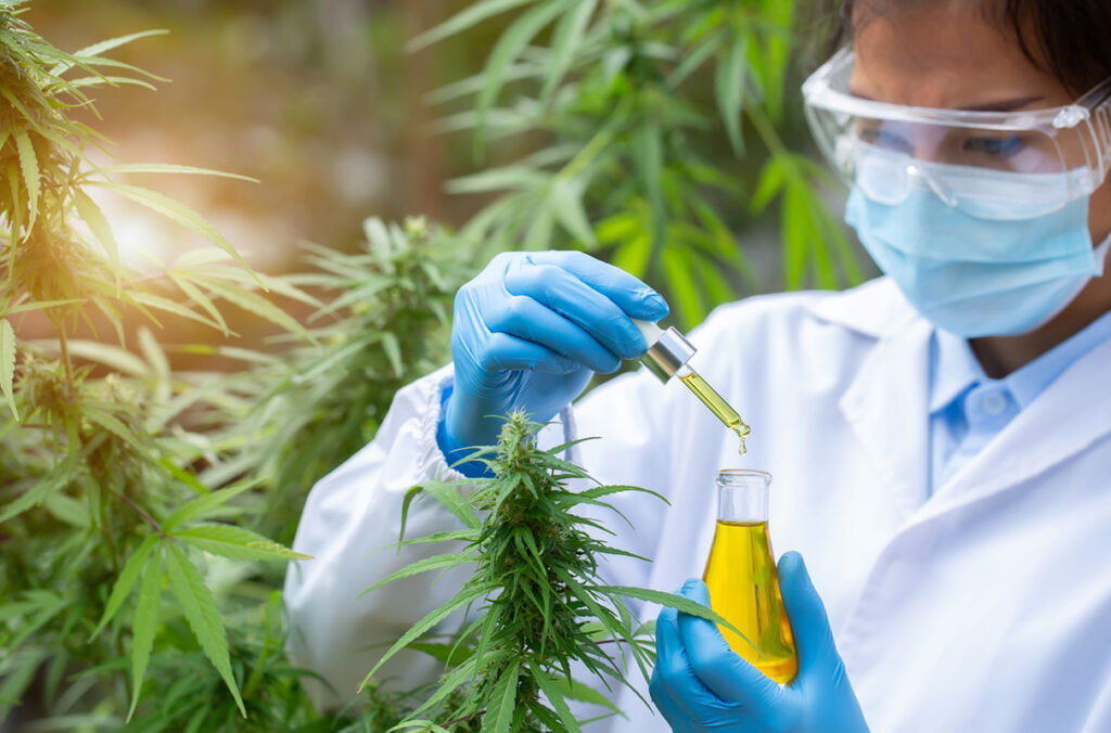 New seminar series explores WSU cannabis research | WSU Insider | Washington State University