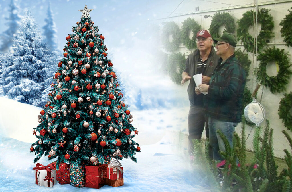 WSU scientist gifts world healthier Christmas trees | WSU Insider ...