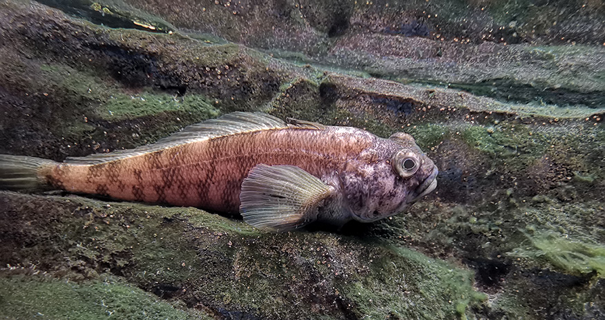 Investigation of vulnerable Antarctic fish recognized for distinguished ...