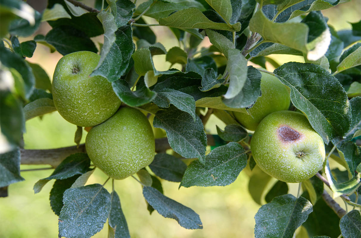 Prime apple-growing areas in US face increasing climate risks | WSU ...