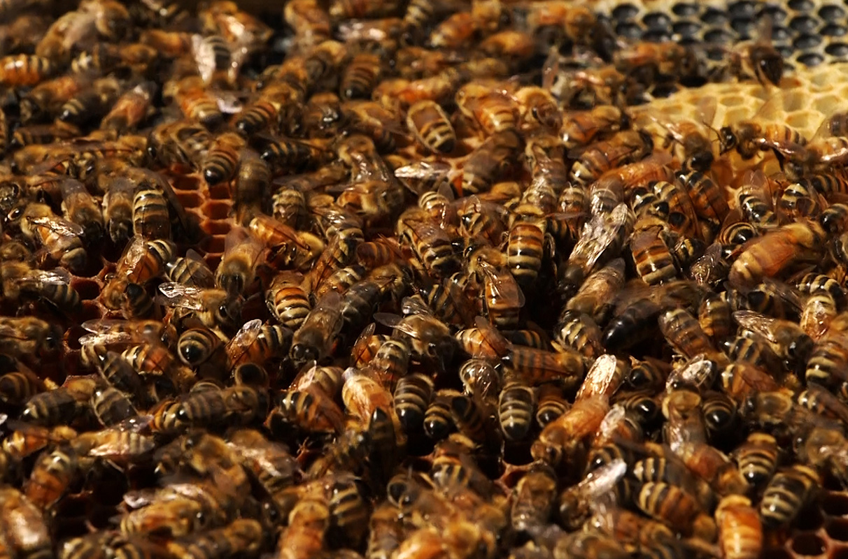 New Spanish website broadens access to WSU honey bee and pollinator ...