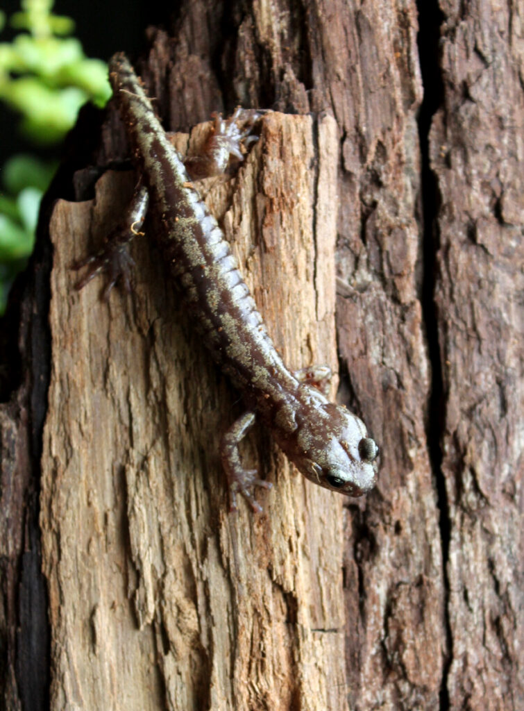 Blood-powered toes give salamanders an arboreal edge | WSU Insider ...