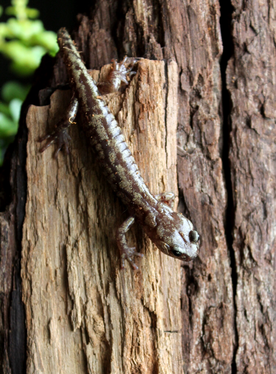 Blood-powered toes give salamanders an arboreal edge | WSU Insider ...