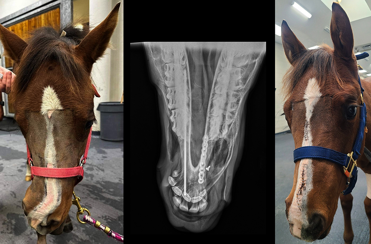 Specialty surgery gives wry nose foal a chance at a full life | WSU ...