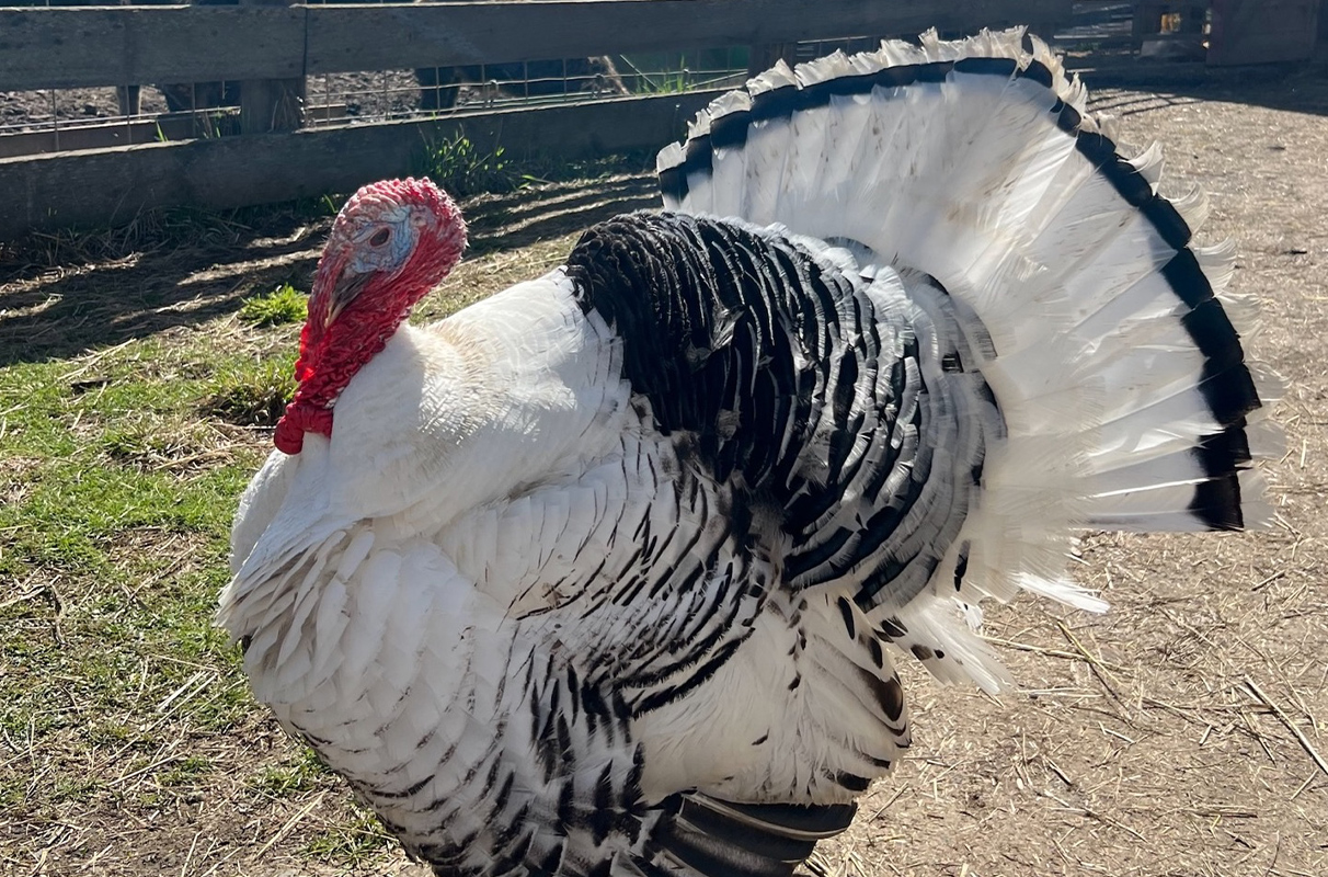 WSU helps Blackbird Ranch give farm animals a second chance | WSU ...
