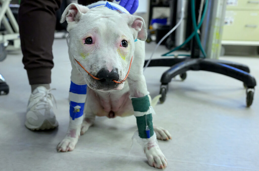 Puppy pulled from Moscow fire makes full recovery | WSU Insider ...