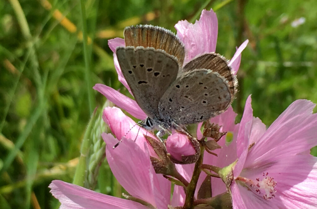 U.S. butterfly populations are severely declining | WSU Insider ...
