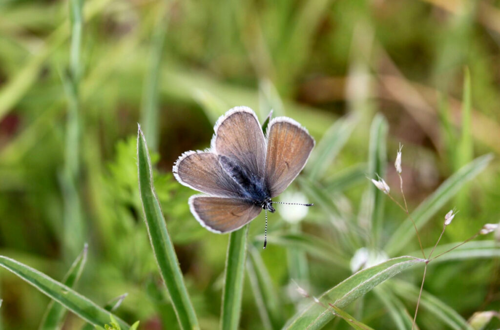 U.S. butterfly populations are severely declining | WSU Insider ...