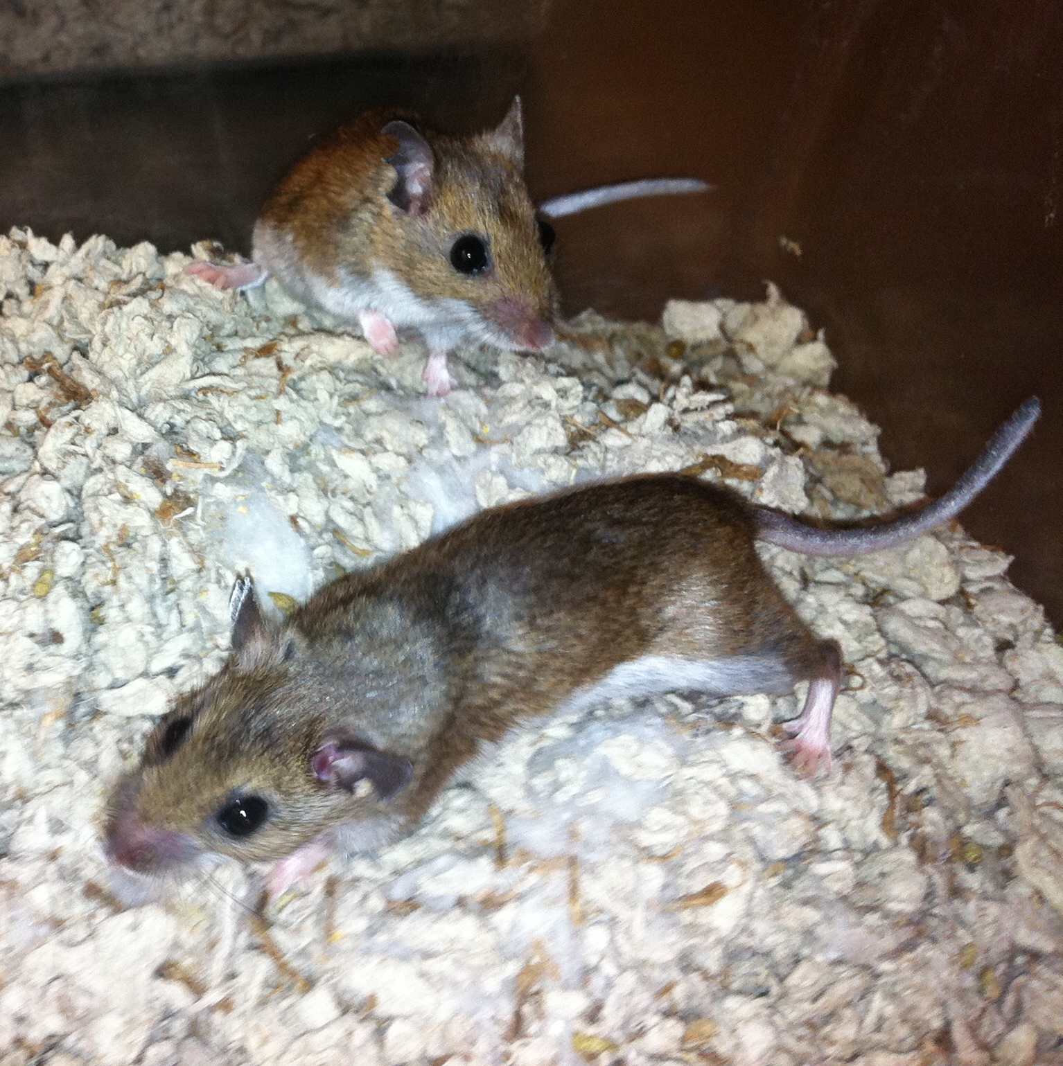 Once bitten, animals develop resistance that shrinks tick population ...