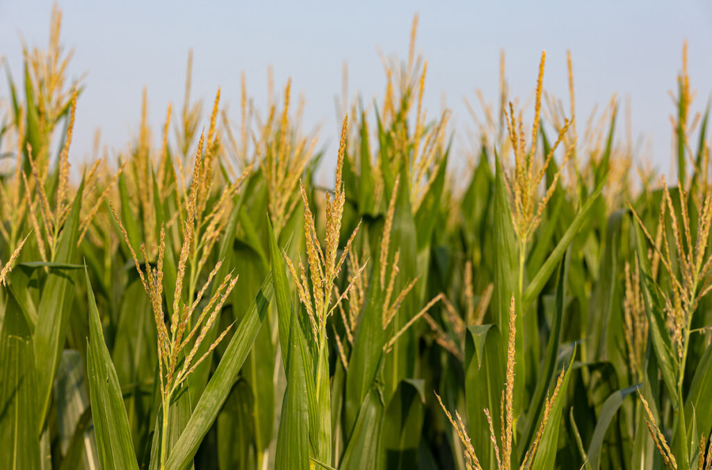 Corn leads to improved performance in lithium-sulfur batteries | WSU ...