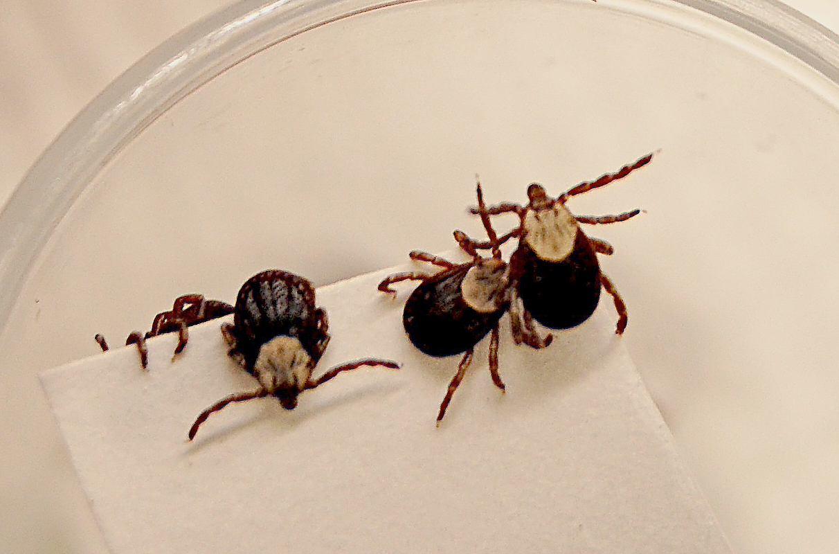 Once bitten, animals develop resistance that shrinks tick population | WSU Insider | Washington ...