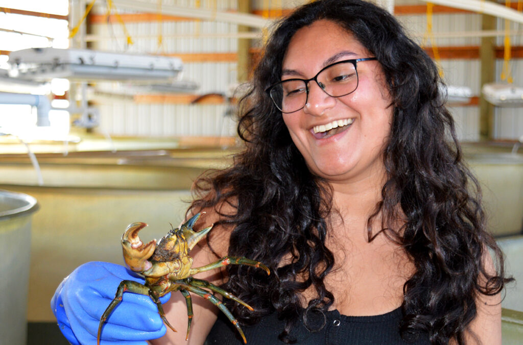 The kids are hungry: Juvenile European green crabs just as damaging as ...