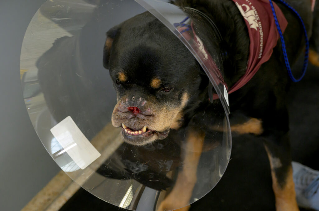Rare surgery buys Rottweiler invaluable time with family | WSU Insider ...