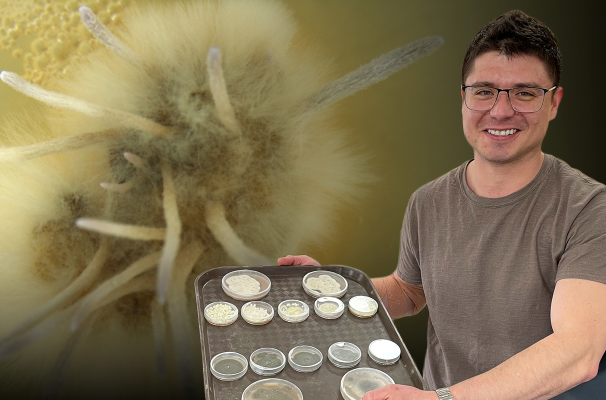 Researchers eye bug-hunting fungi as potential orchard protectors | WSU ...