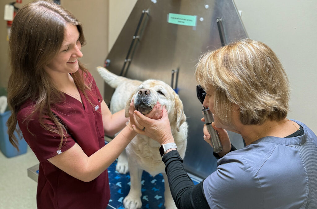 Veterinary student finds greatest mentor in her mom | WSU Insider ...
